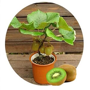 Bonsai Kiwi Tree Seeds for Planting | 50 Seeds | Actinidia chinensis Seeds