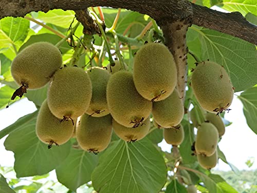 Bonsai Kiwi Tree Seeds for Planting | 50 Seeds | Actinidia chinensis Seeds