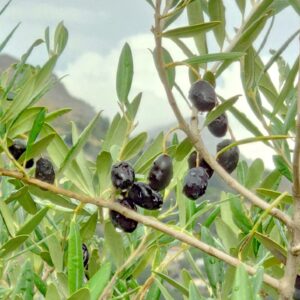 Olive Tree Seeds for Planting | 25 Seeds | Olea europaea