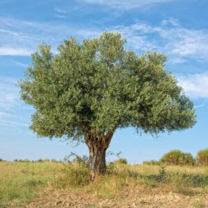 Olive Tree Seeds for Planting | 25 Seeds | Olea europaea