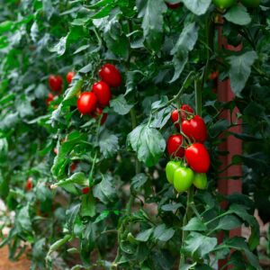 300+ Roma Tomato Seeds - Heirloom Non-GMO USA Grown Premium Seeds for Planting by RDR Seeds