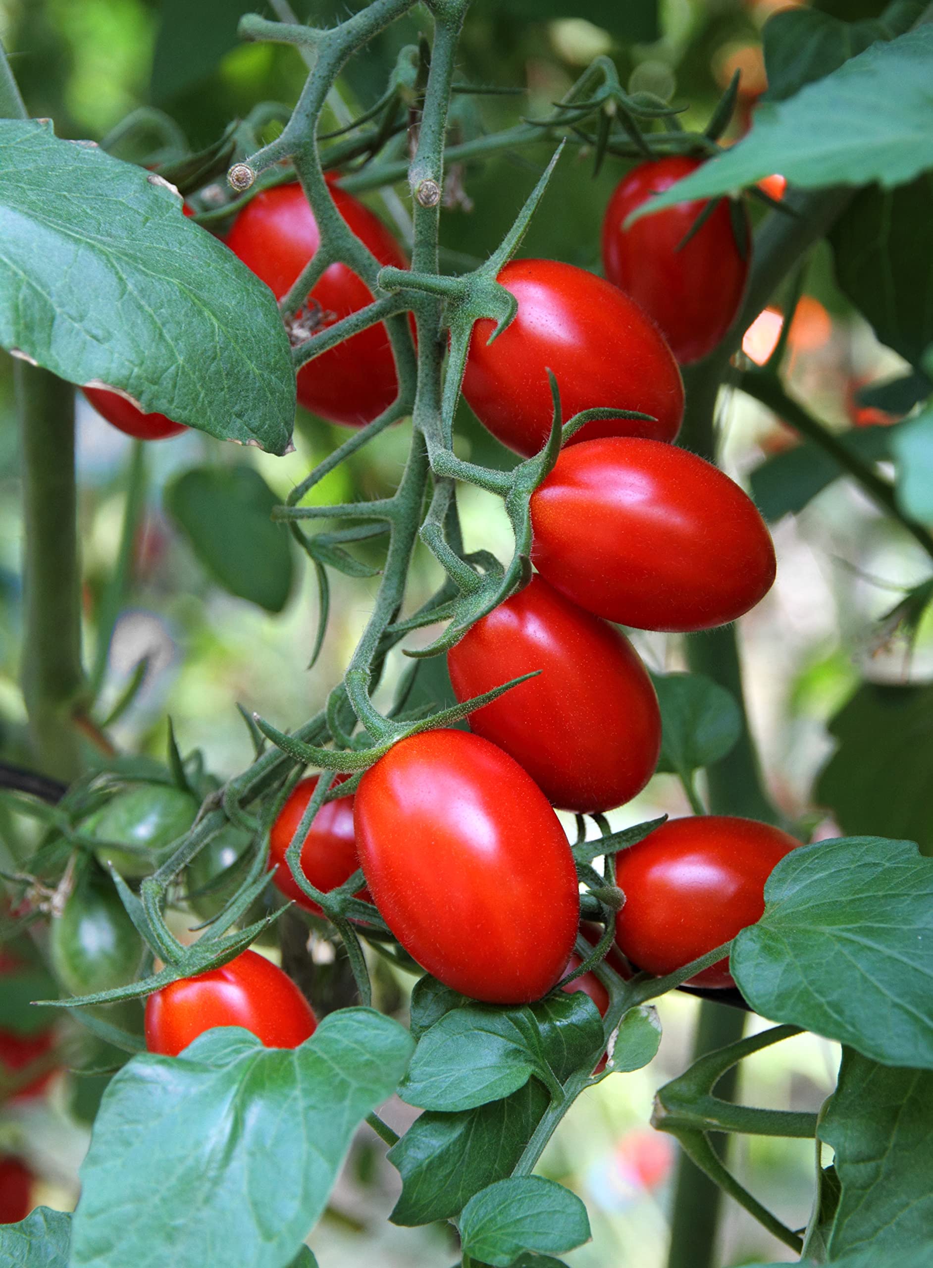 300+ Roma Tomato Seeds - Heirloom Non-GMO USA Grown Premium Seeds for Planting by RDR Seeds