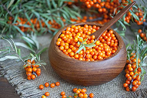 100 Seaberry Bush Seeds - Edible and Delicious