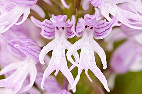 50 Orchis Italica Seeds | Naked Man Orchid Flower | Beautiful Bonsai Plant