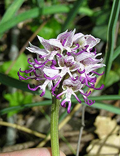 50 Orchis Italica Seeds | Naked Man Orchid Flower | Beautiful Bonsai Plant