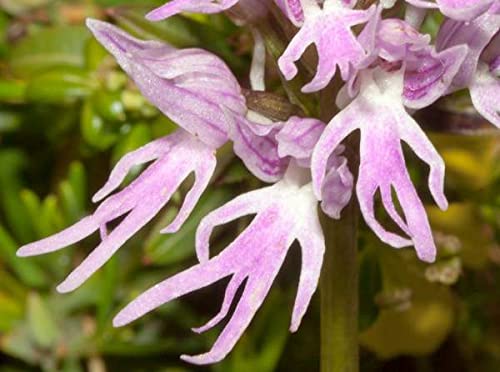 50 Orchis Italica Seeds | Naked Man Orchid Flower | Beautiful Bonsai Plant