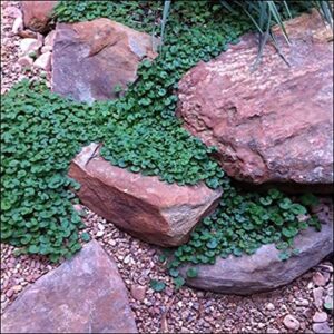 carpet vine seeds - 200+ dichondra seeds to grow - ground cover plant