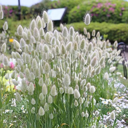 30 Bunny Tails Ornamental Grass Seeds for Planting, Dried Flowers, Crafts, Lagarus Ovatus - Ships from Iowa, USA