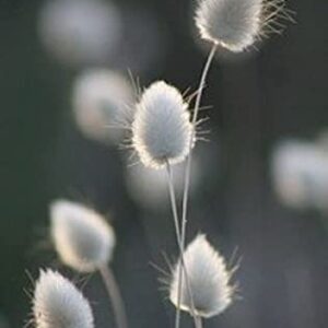 30 Bunny Tails Ornamental Grass Seeds for Planting, Dried Flowers, Crafts, Lagarus Ovatus - Ships from Iowa, USA