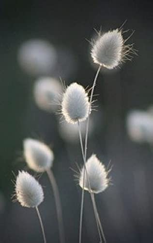 30 Bunny Tails Ornamental Grass Seeds for Planting, Dried Flowers, Crafts, Lagarus Ovatus - Ships from Iowa, USA