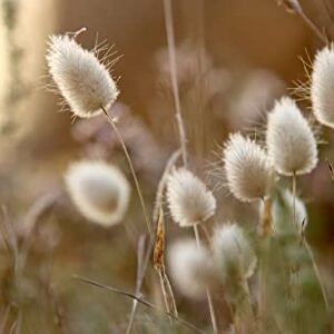 30 Bunny Tails Ornamental Grass Seeds for Planting, Dried Flowers, Crafts, Lagarus Ovatus - Ships from Iowa, USA