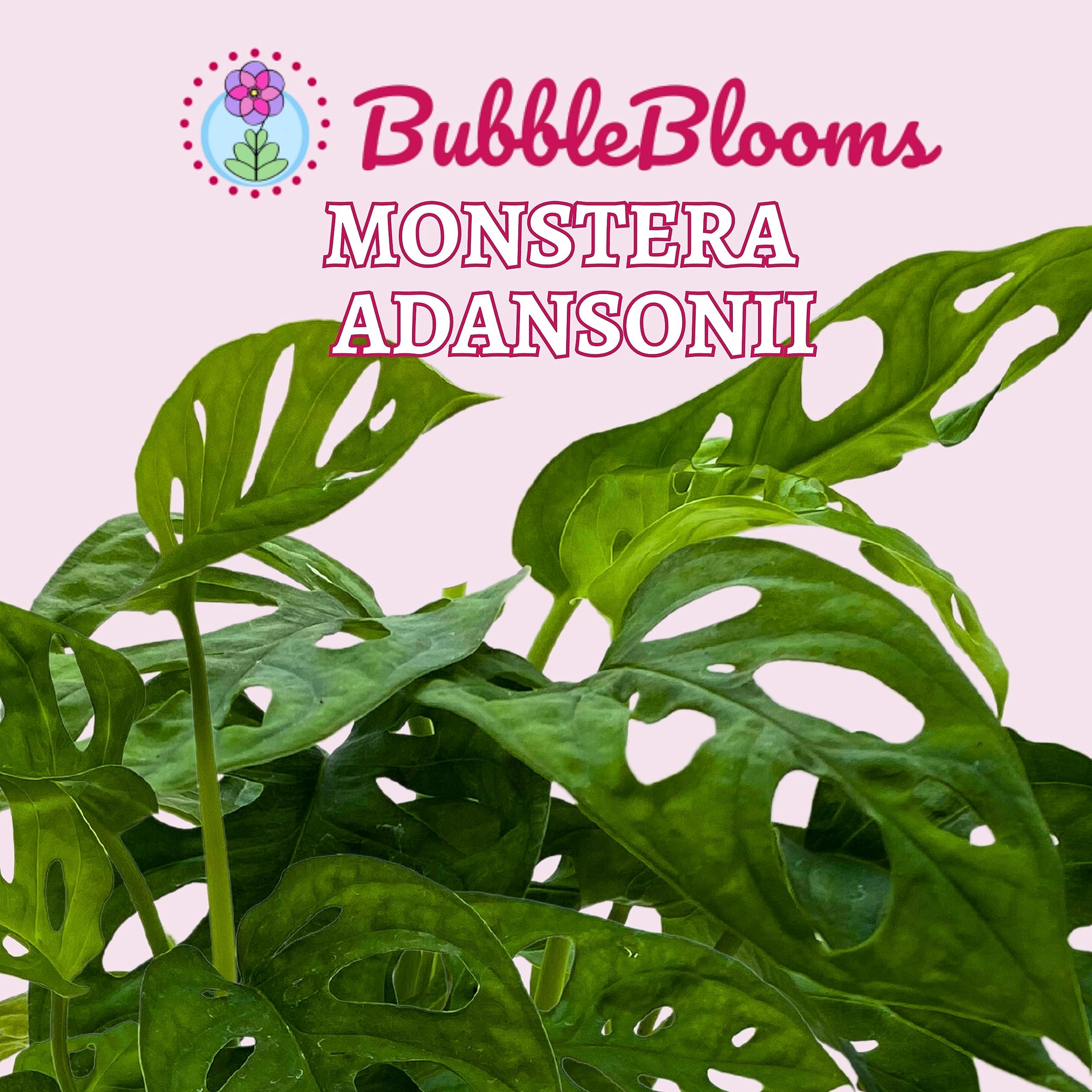 Monstera Adansonii Swiss Cheese Plant, Live in a 4 inch Pot by BubbleBlooms