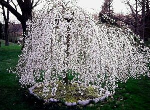 weeping cherry tree - live plant - 6-12" tall seedling - 3" pot - ships potted - *no shipping to c.a