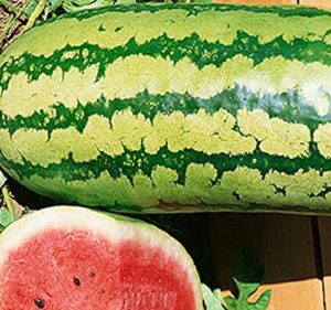 25 garrisonian watermelon seeds | non-gmo | heirloom | instant latch fresh garden seeds