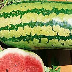 25 Garrisonian Watermelon Seeds | Non-GMO | Heirloom | Instant Latch Fresh Garden Seeds