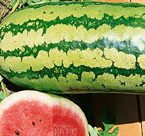 25 Garrisonian Watermelon Seeds | Non-GMO | Heirloom | Instant Latch Fresh Garden Seeds