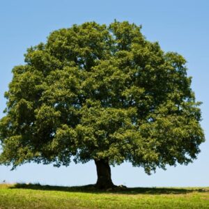 White Oak Tree Seeds for Planting | 5 Big Healthy Seeds | White Oak is Prized for Attractive Look and Wood