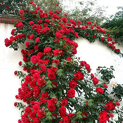 zcbang 100Pcs Mix Climbing Rose Rosa Bush Vine Climber Fragrant Butterfly Flower Seeds