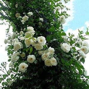 zcbang 100Pcs Mix Climbing Rose Rosa Bush Vine Climber Fragrant Butterfly Flower Seeds