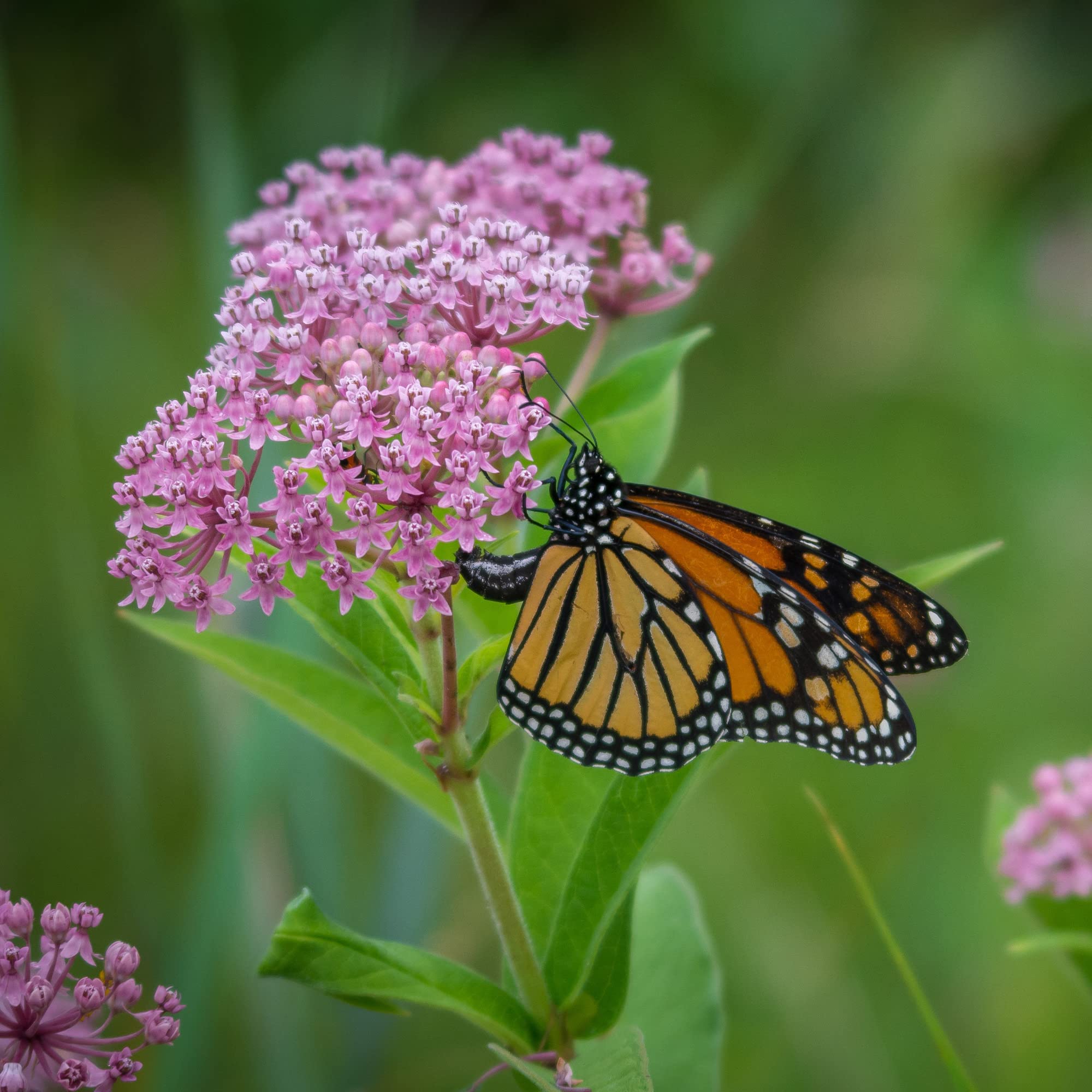 Package of 100,000 Wildflower Seeds - Save The Monarchs Wildflower Seeds Mix - 13 Assorted Varieties of Non-GMO Heirloom Flower Seeds for Planting Including Butterfly Milkweed, Echinacea, & Wallflower