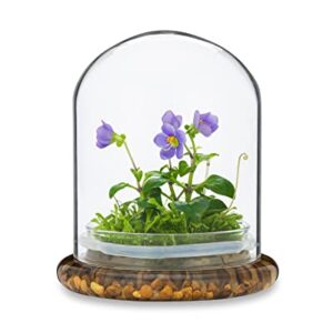 Award Winning: Persian Violet with Sundew Moss - Live Flower Terrarium in Self Sustaining Glass Jar, Maintenance Free and Blooms All-Season, Great Unique Gift and Home Decor, 100% Growth Guarantee