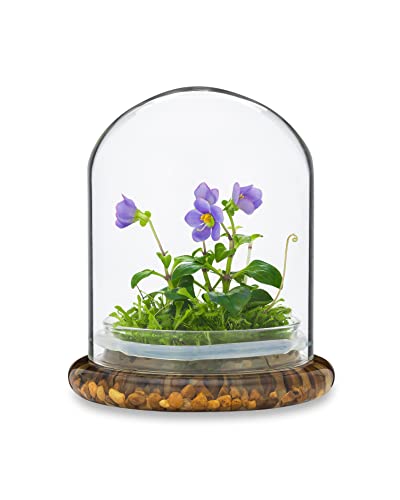 Award Winning: Persian Violet with Sundew Moss - Live Flower Terrarium in Self Sustaining Glass Jar, Maintenance Free and Blooms All-Season, Great Unique Gift and Home Decor, 100% Growth Guarantee