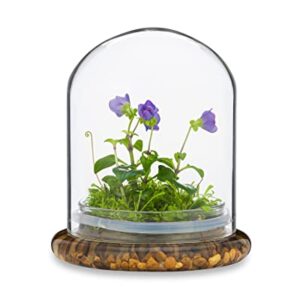 Award Winning: Persian Violet with Sundew Moss - Live Flower Terrarium in Self Sustaining Glass Jar, Maintenance Free and Blooms All-Season, Great Unique Gift and Home Decor, 100% Growth Guarantee