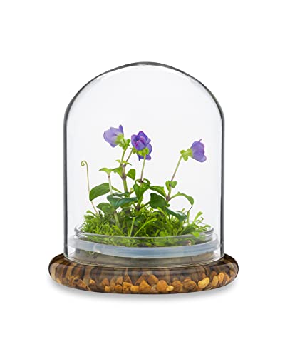 Award Winning: Persian Violet with Sundew Moss - Live Flower Terrarium in Self Sustaining Glass Jar, Maintenance Free and Blooms All-Season, Great Unique Gift and Home Decor, 100% Growth Guarantee