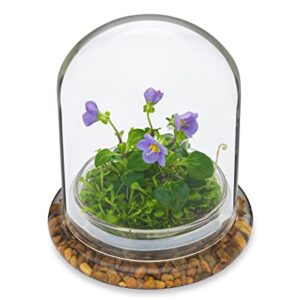 Award Winning: Persian Violet with Sundew Moss - Live Flower Terrarium in Self Sustaining Glass Jar, Maintenance Free and Blooms All-Season, Great Unique Gift and Home Decor, 100% Growth Guarantee