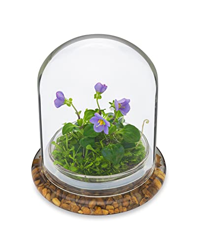 Award Winning: Persian Violet with Sundew Moss - Live Flower Terrarium in Self Sustaining Glass Jar, Maintenance Free and Blooms All-Season, Great Unique Gift and Home Decor, 100% Growth Guarantee