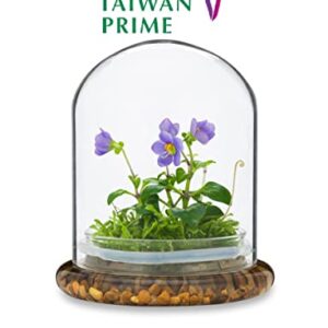 Award Winning: Persian Violet with Sundew Moss - Live Flower Terrarium in Self Sustaining Glass Jar, Maintenance Free and Blooms All-Season, Great Unique Gift and Home Decor, 100% Growth Guarantee