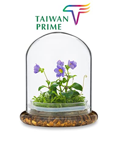 Award Winning: Persian Violet with Sundew Moss - Live Flower Terrarium in Self Sustaining Glass Jar, Maintenance Free and Blooms All-Season, Great Unique Gift and Home Decor, 100% Growth Guarantee