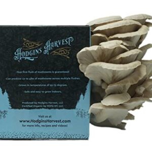 Hodgins Harvest Extra-Large Oyster Mushroom Grow Kit (7lbs) | USDA Certified Organic | Grow Your Own Delicious Gourmet Mushrooms at Home