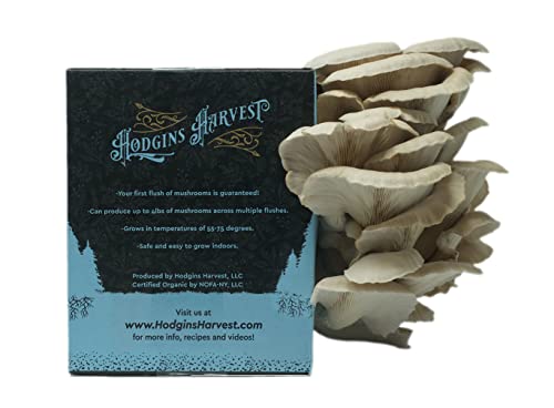 Hodgins Harvest Extra-Large Oyster Mushroom Grow Kit (7lbs) | USDA Certified Organic | Grow Your Own Delicious Gourmet Mushrooms at Home