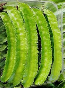 winged bean seeds - almost all parts of the plant are edible. once considered the food that could feed the planet