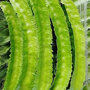 Winged Bean Seeds - Almost All Parts of The Plant are Edible. Once Considered The Food That Could Feed The Planet