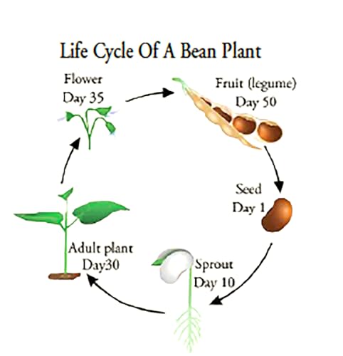 Winged Bean Seeds - Almost All Parts of The Plant are Edible. Once Considered The Food That Could Feed The Planet