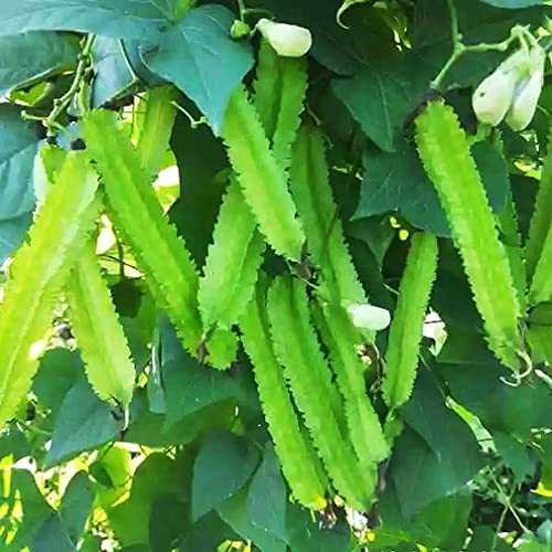 Winged Bean Seeds - Almost All Parts of The Plant are Edible. Once Considered The Food That Could Feed The Planet