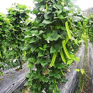 Winged Bean Seeds - Almost All Parts of The Plant are Edible. Once Considered The Food That Could Feed The Planet