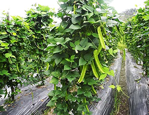 Winged Bean Seeds - Almost All Parts of The Plant are Edible. Once Considered The Food That Could Feed The Planet