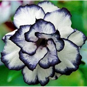 8 black and white desert rose seeds adenium obesum exotic tropical flower seed flowers bloom perennial, potted plant & bonsai, easy to grow-qauzuy garden