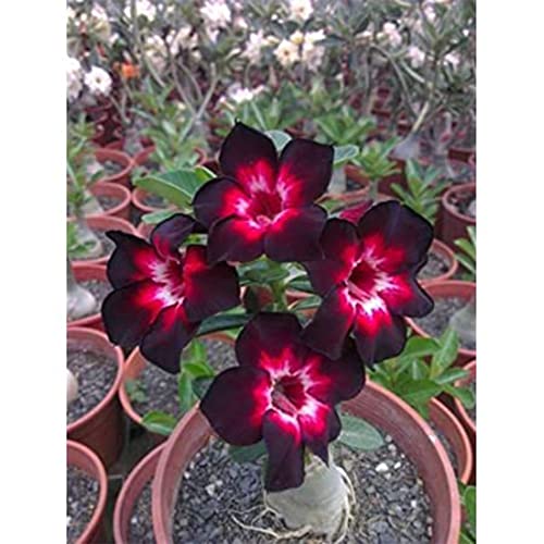 8 Pink, Black and White Red Desert Rose Seeds - Adenium Obesum Flower Perennial Exotic Seed Bonsai Flower-QAUZUY GARDEN