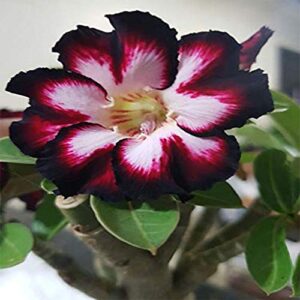 8 Pink, Black and White Red Desert Rose Seeds - Adenium Obesum Flower Perennial Exotic Seed Bonsai Flower-QAUZUY GARDEN