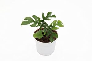 mini monstera | 4 inch | tropical ambiance