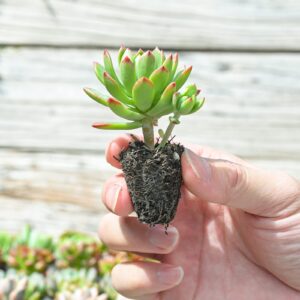 10 Assorted Succulents with Root, 10 Different Varieties Live Plants Collection, Without Plant Pot, Great for Gardener Beginner, DIY Projects, Party Favor, Gift for Her