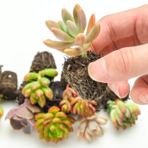 10 Assorted Succulents with Root, 10 Different Varieties Live Plants Collection, Without Plant Pot, Great for Gardener Beginner, DIY Projects, Party Favor, Gift for Her