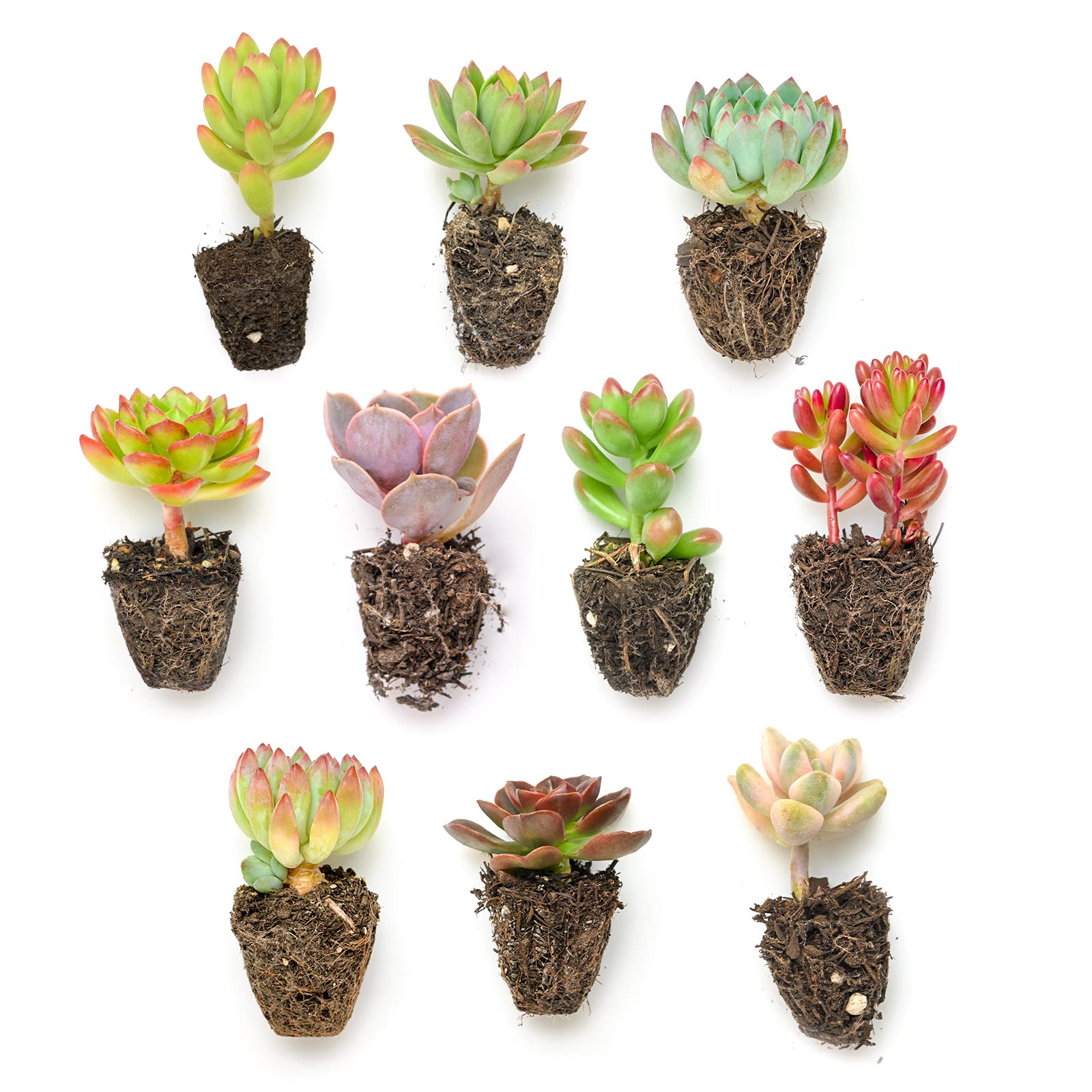 10 Assorted Succulents with Root, 10 Different Varieties Live Plants Collection, Without Plant Pot, Great for Gardener Beginner, DIY Projects, Party Favor, Gift for Her