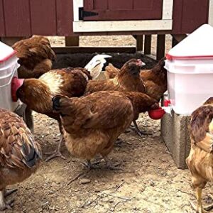 RentACoop Chick2Chicken 10lb Feeder & 2 Gal Waterer Set with Gravity Feed Refill & Auto-Fill Cups - BPA-Free Food & Water Buckets for Up to 20 Chicks or 12 Adult Chickens