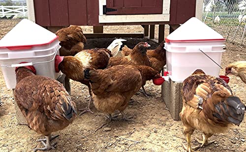 RentACoop Chick2Chicken 10lb Feeder & 2 Gal Waterer Set with Gravity Feed Refill & Auto-Fill Cups - BPA-Free Food & Water Buckets for Up to 20 Chicks or 12 Adult Chickens