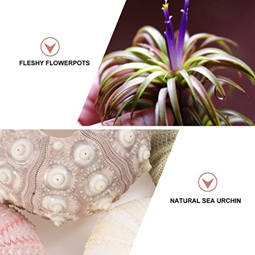 4Pcs Conch Shell Large Sea Urchin Plant Pot Sea Shells Air Plant Holder Bonsai Air Plant Planter Tillandsia Holde Display Container Beach Garden sea Urchin Shell Decoration air Plant Holder